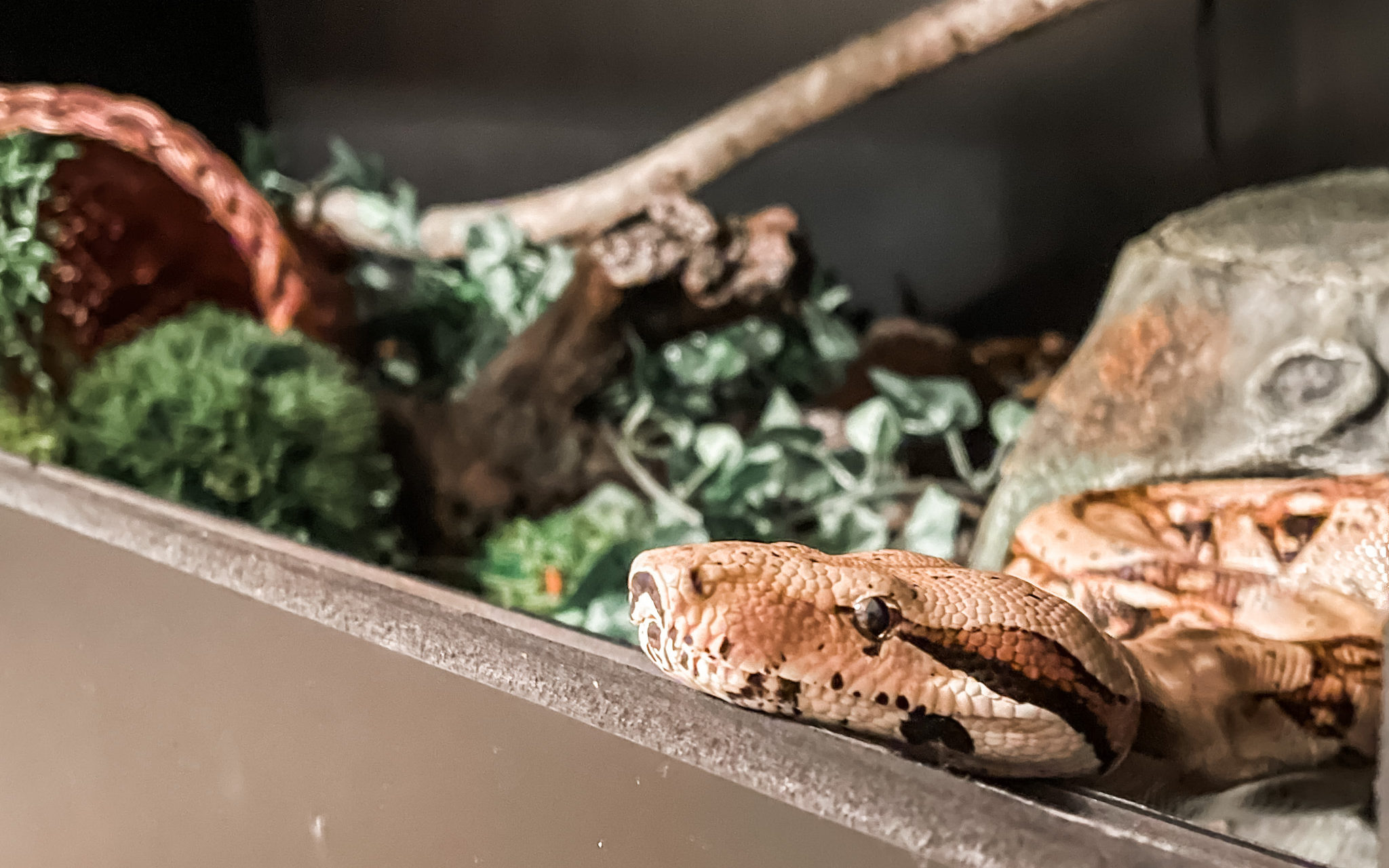 Pros and Cons of Owning a Boa Constrictor – HappilyGus